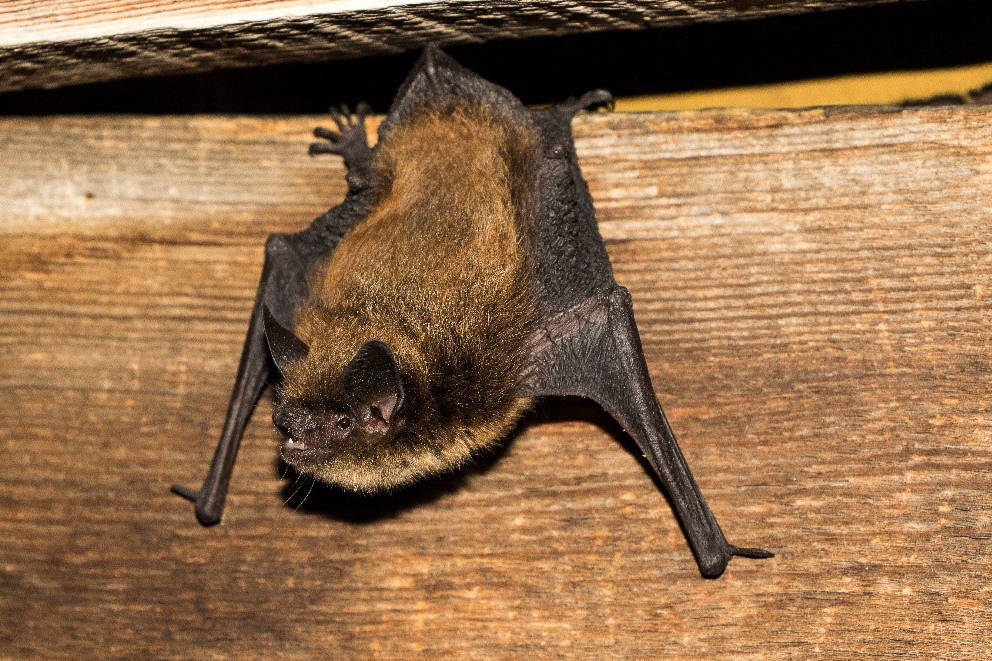 Provincial bat count to monitor for impacts of white-nose syndrome ...