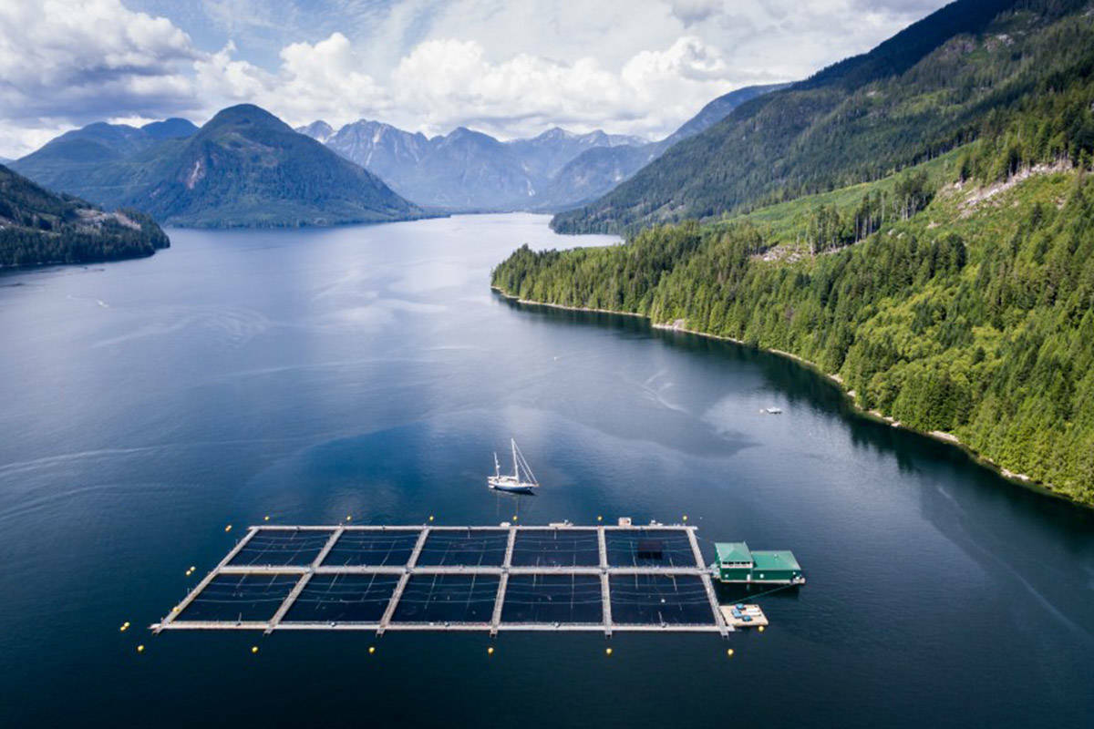 Industry report: not renewing B.C. salmon farm licenses comes with $1.2 ...