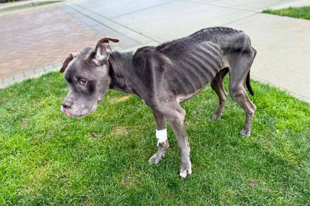 Critically emaciated dogs surrendered in B.C. spark urgent call for ...