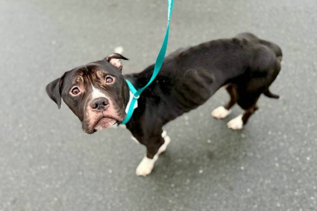 Critically emaciated dogs surrendered in B.C. spark urgent call for ...